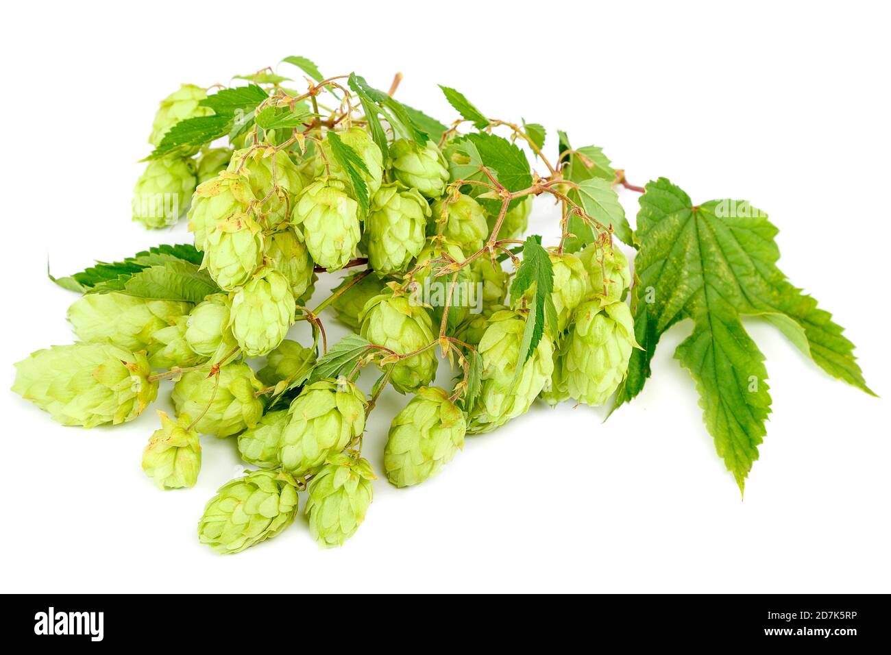 Fresh hops on a branch with leaves isolated on white background Stock ...
