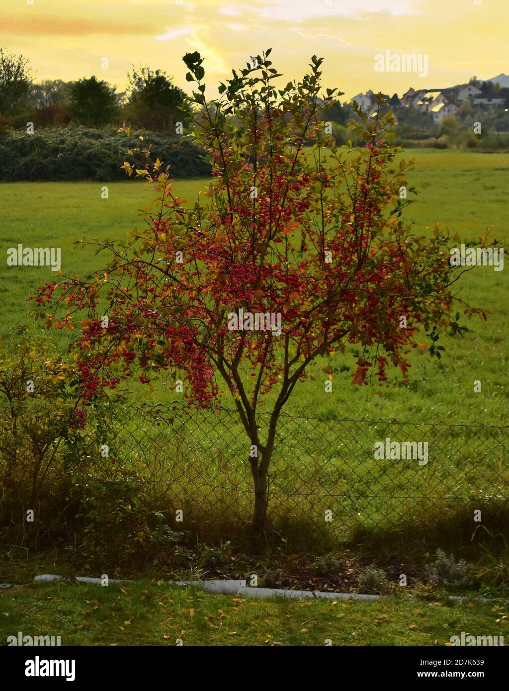 Spindle bush hi-res stock photography and images - Alamy