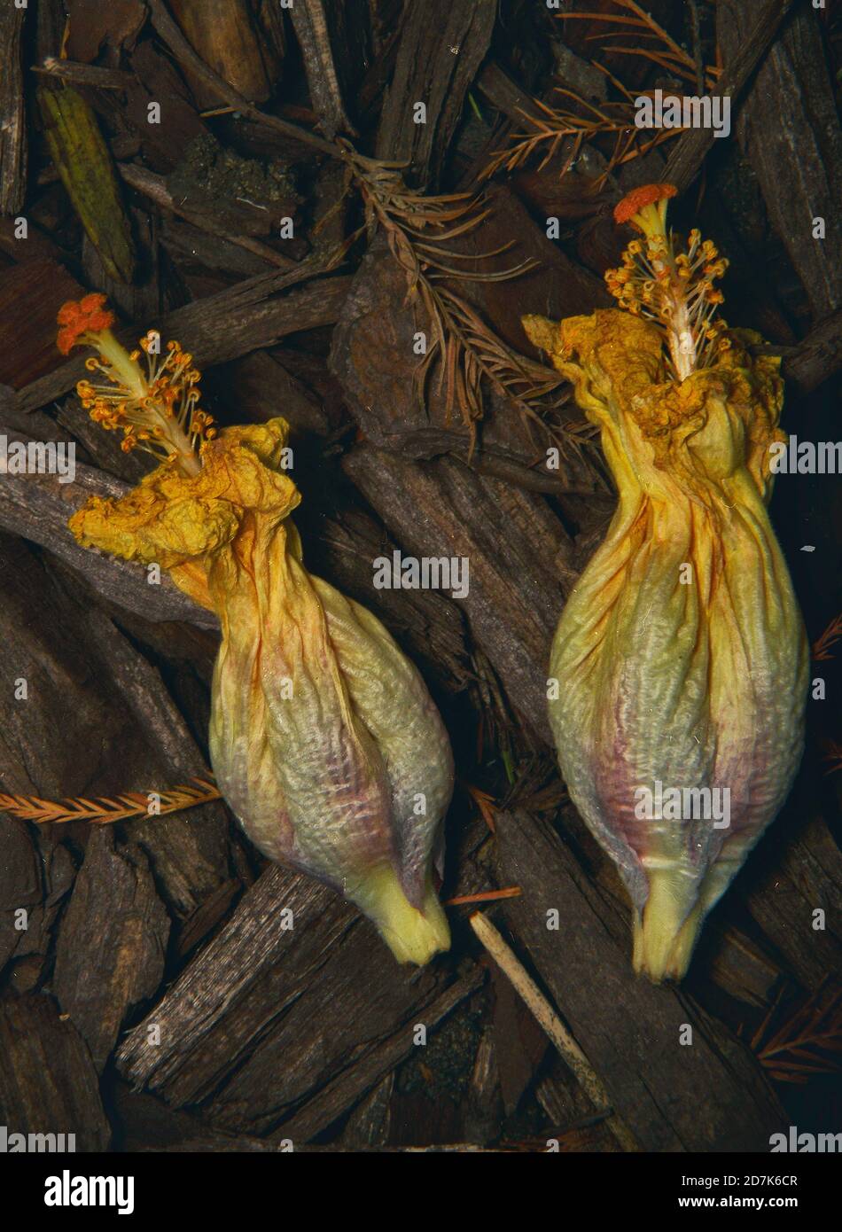 National flower of haiti hi-res stock photography and images - Alamy