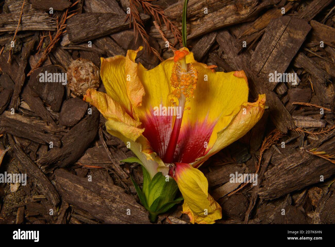 National flower of haiti hi-res stock photography and images - Alamy