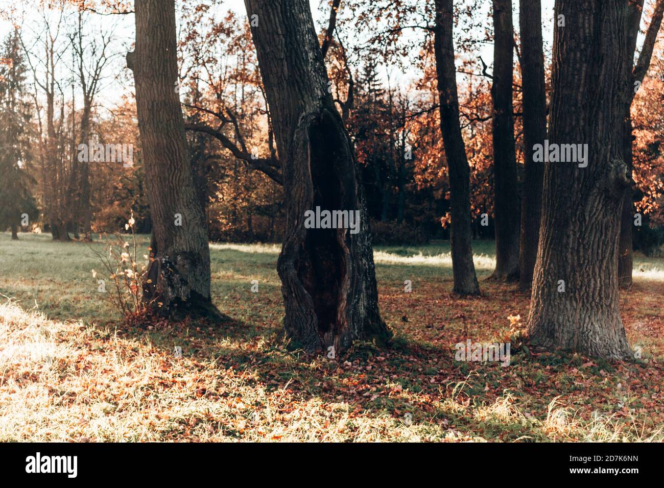 house in the trunk of a tree hollow fabulous fantasy horror mysterious ...