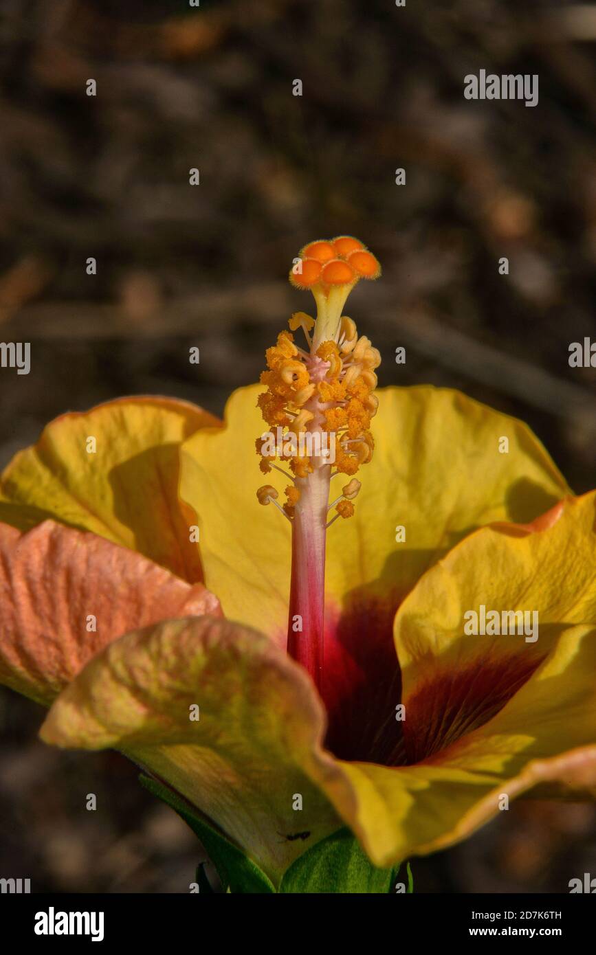 National flower of haiti hi-res stock photography and images - Alamy