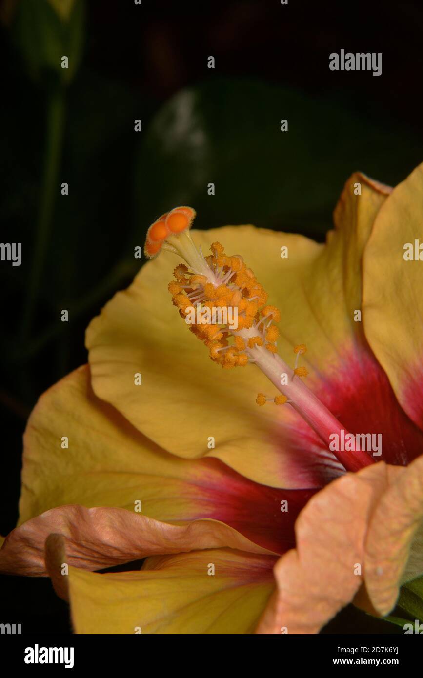 Haiti national flower hi-res stock photography and images - Alamy