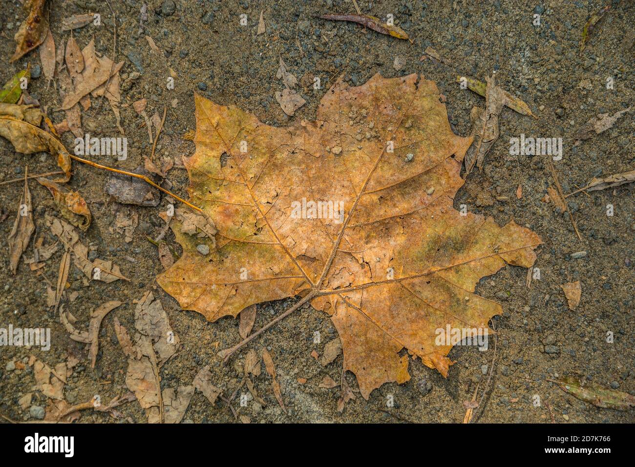 Leaf debris texture hi-res stock photography and images - Alamy