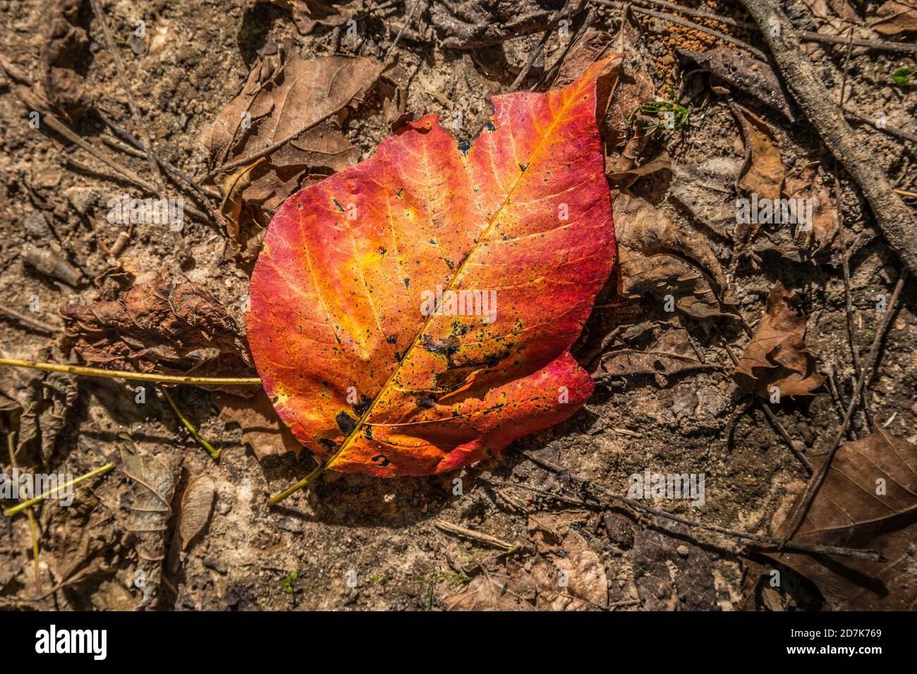 Woodland debris texture hi-res stock photography and images - Alamy