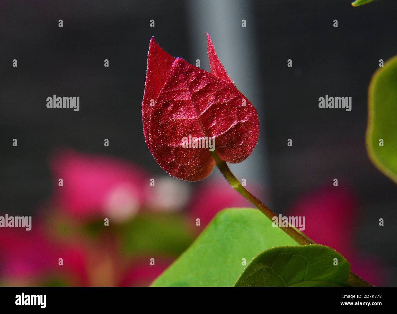 National flower of grenada hi-res stock photography and images - Alamy