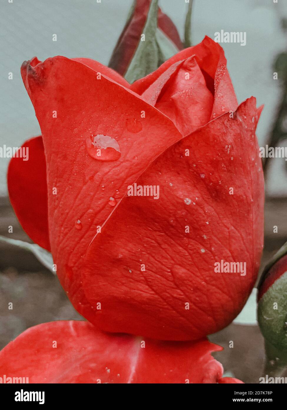 Vertical closeup shot of an unbloomed red rose head with buds Stock ...