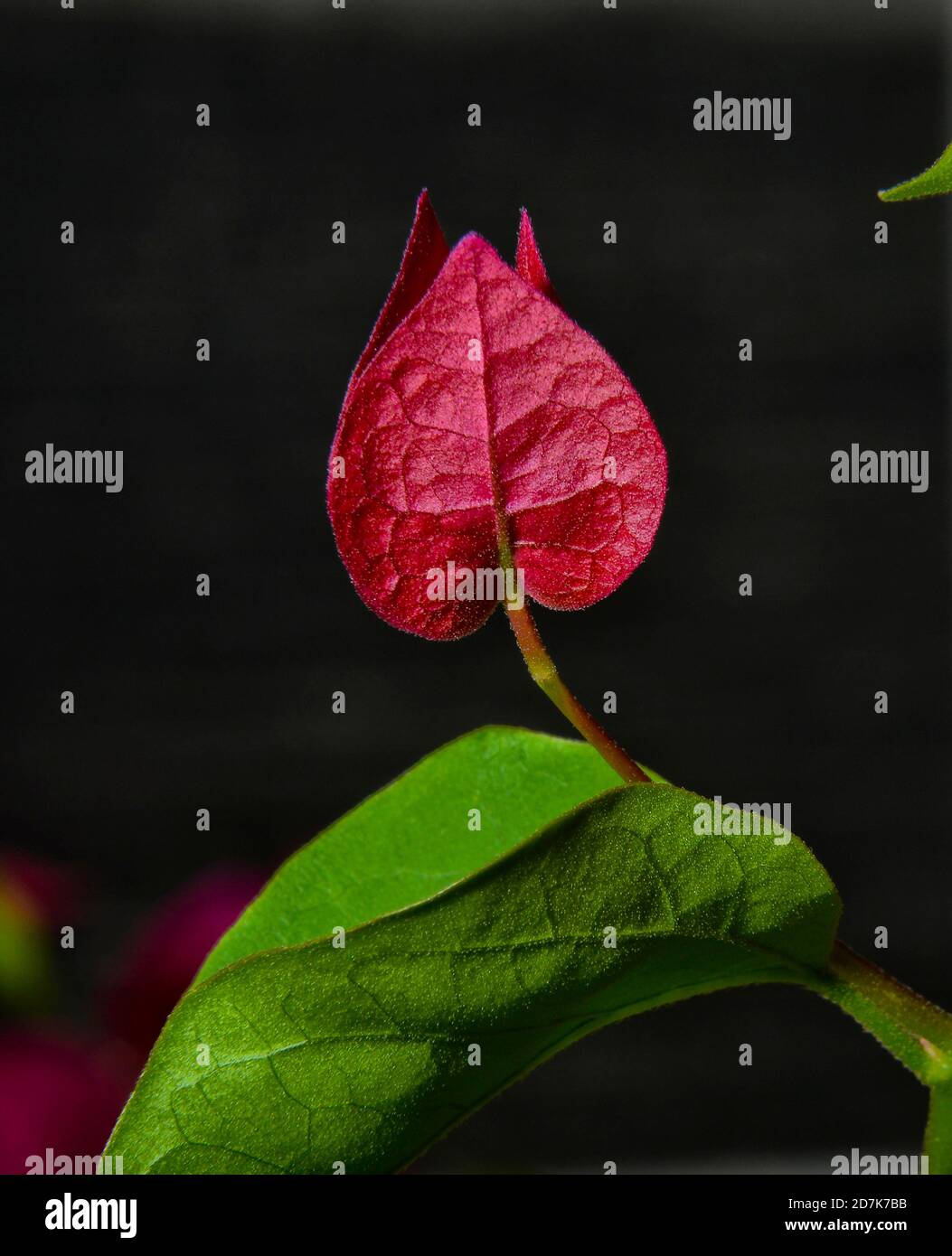 National flower of grenada hi-res stock photography and images - Alamy