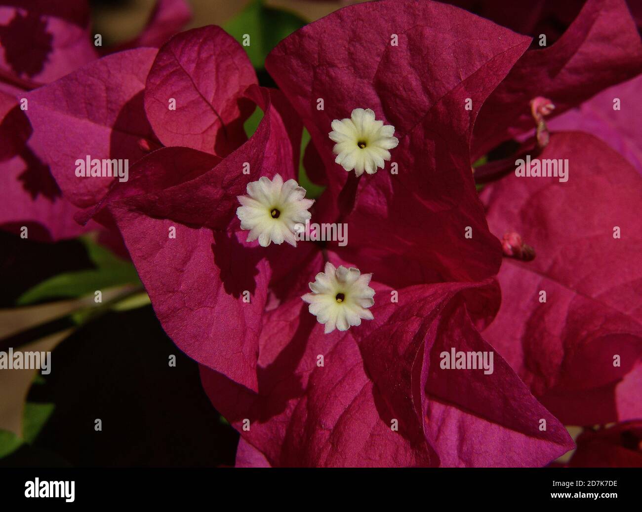 Bougainvillea plant and blooms Stock Photo - Alamy