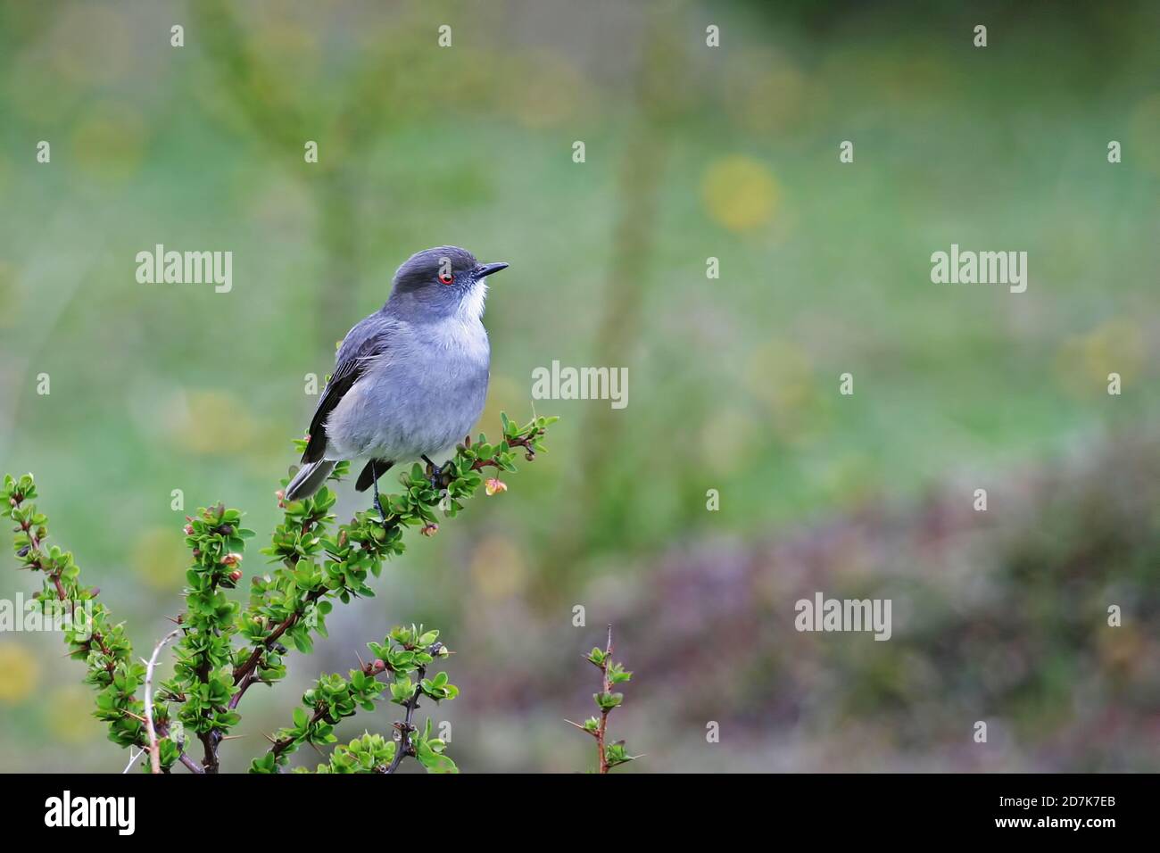 Fire eyed diucon xolmis pyrope hi-res stock photography and images - Alamy