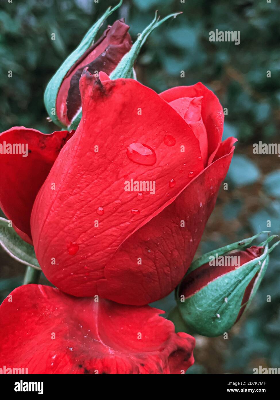 Unbloomed red rose hi-res stock photography and images - Alamy
