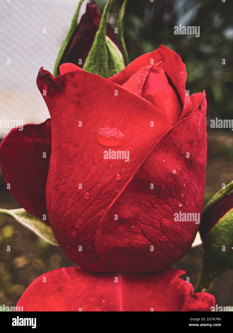 Vertical closeup shot of an unbloomed red rose head with buds Stock ...