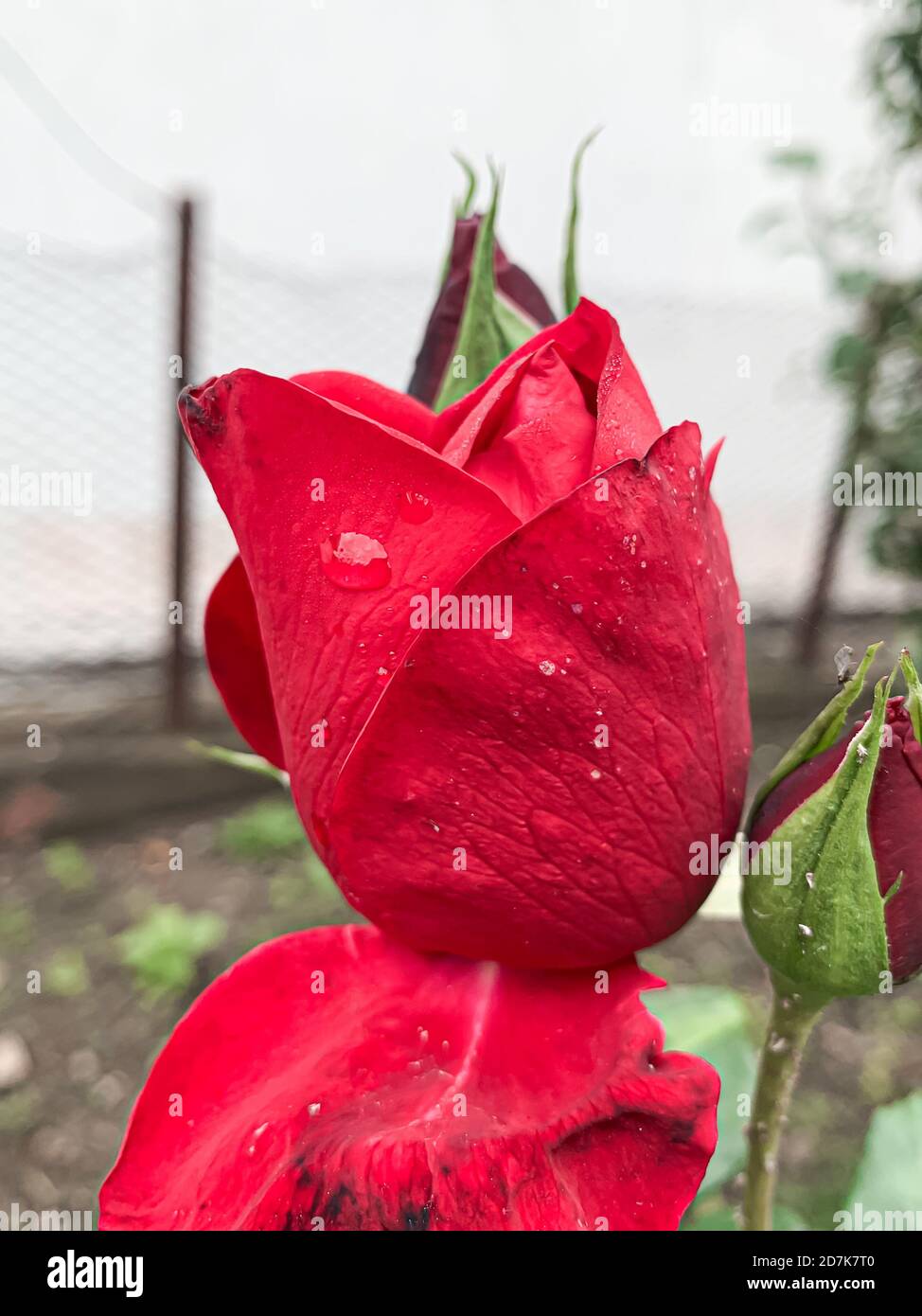 Vertical closeup shot of an unbloomed red rose head with buds Stock ...