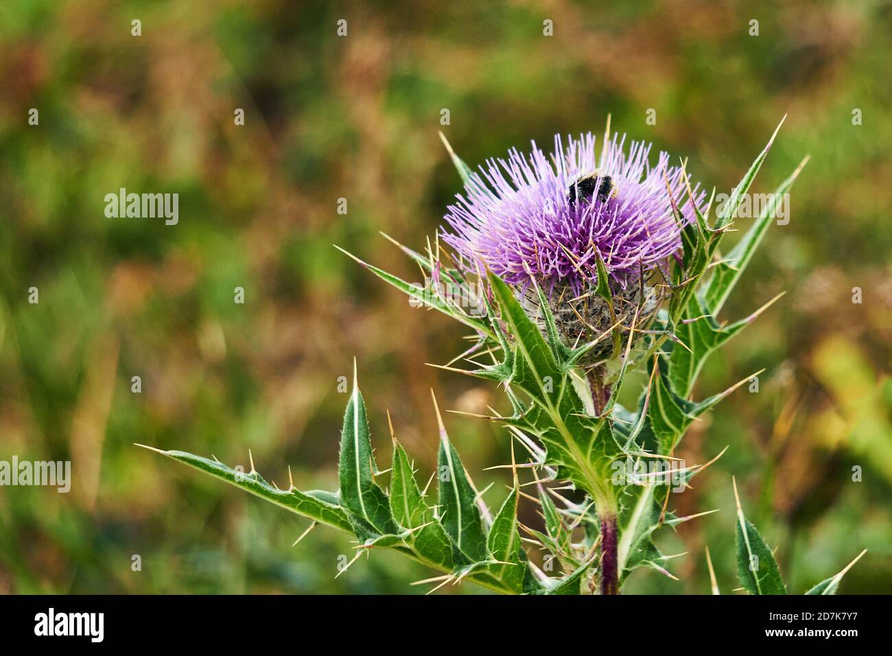 purple thistle flower with bumblebee on blurred natural background ...