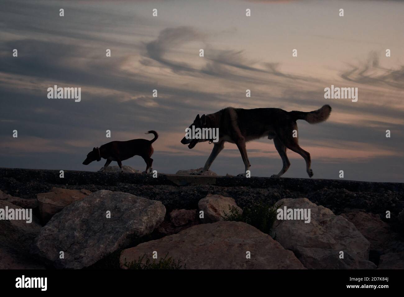 Walking dogs at sunrise hi-res stock photography and images - Alamy