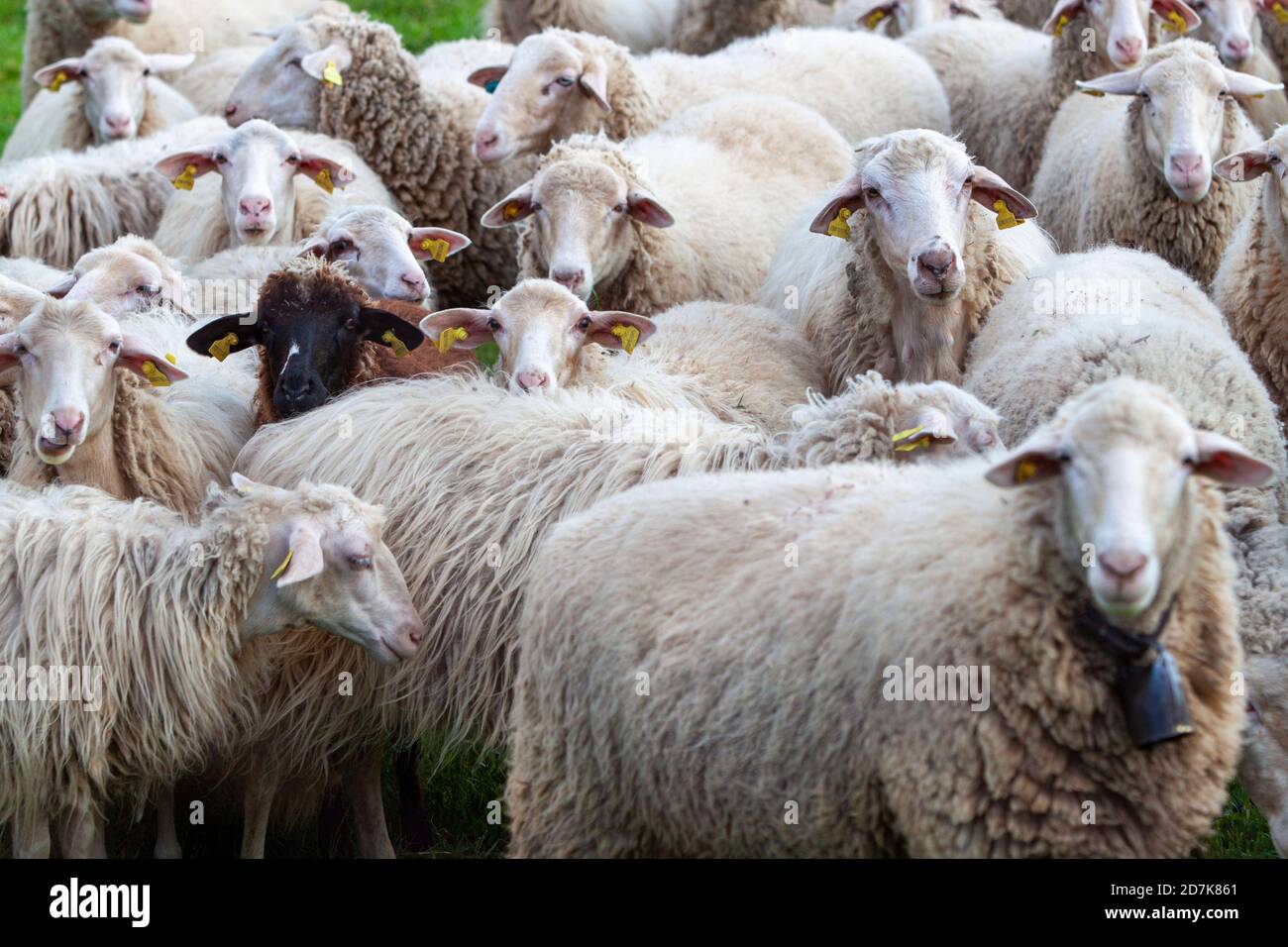 the sheep used to make the famous Tuscan Pecorino cheese Stock Photo ...