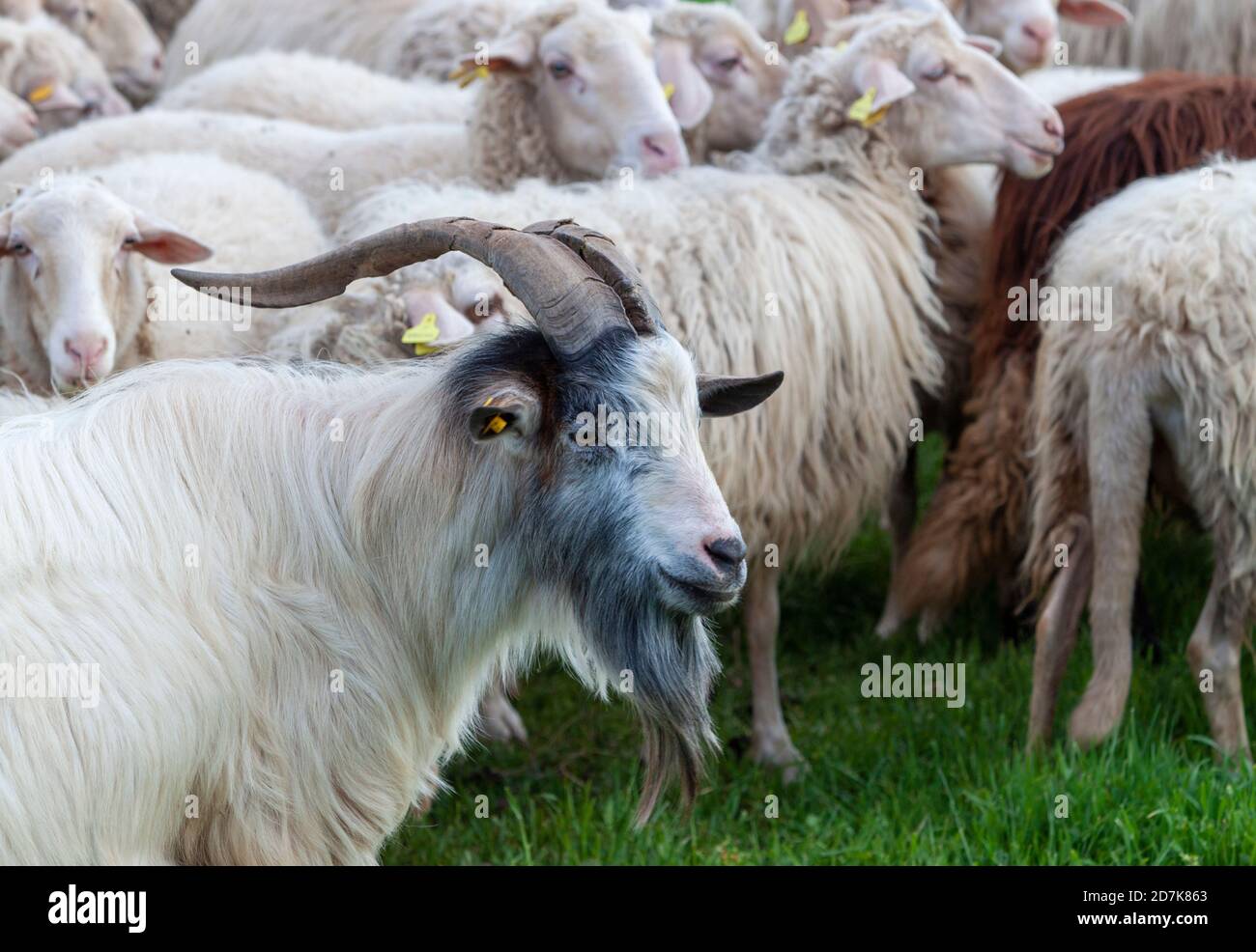 the sheep used to make the famous Tuscan Pecorino cheese Stock Photo ...