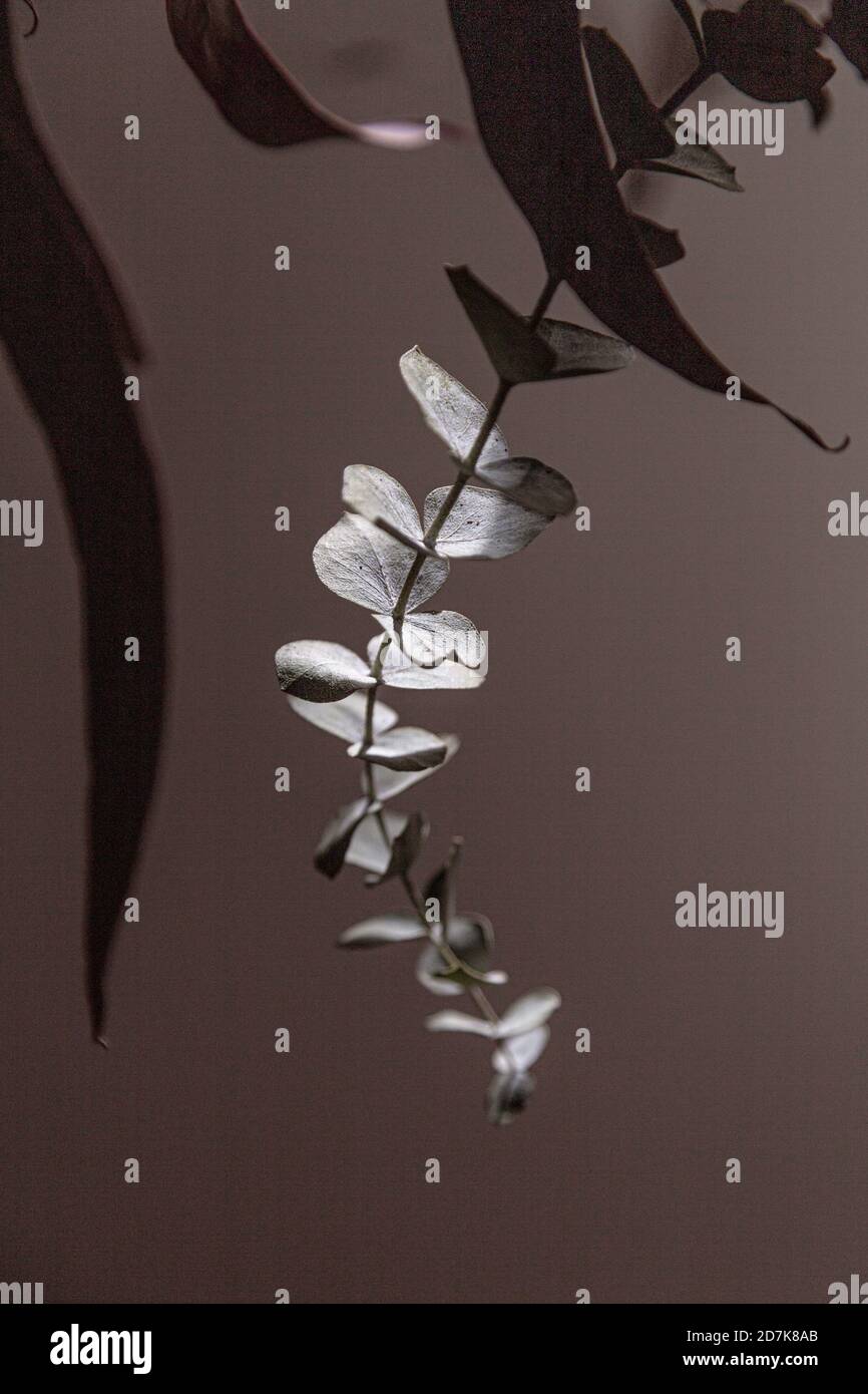 Vertical greyscale shot of the small leaves of a plant Stock Photo - Alamy