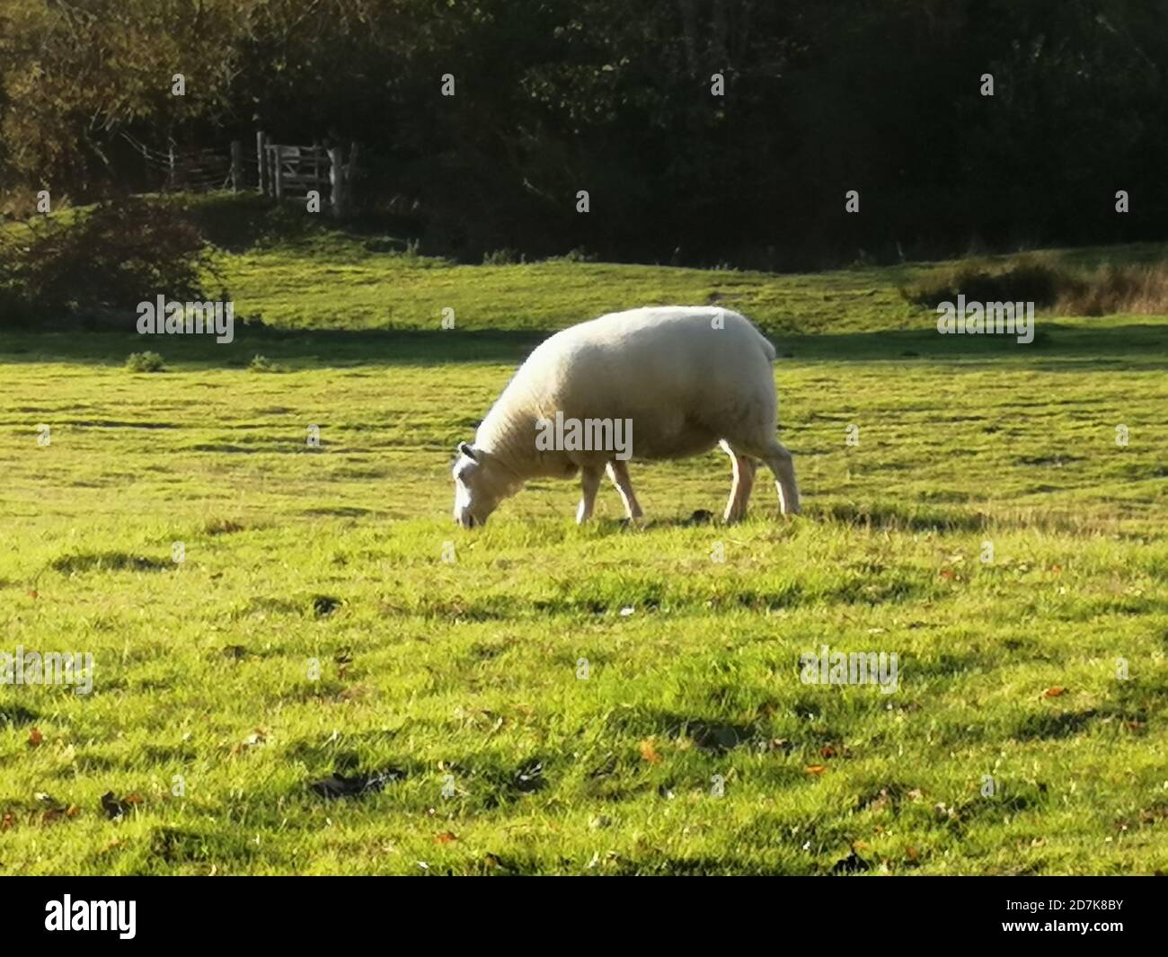 sheep in farm field background with copy space, green grass field sheep ...