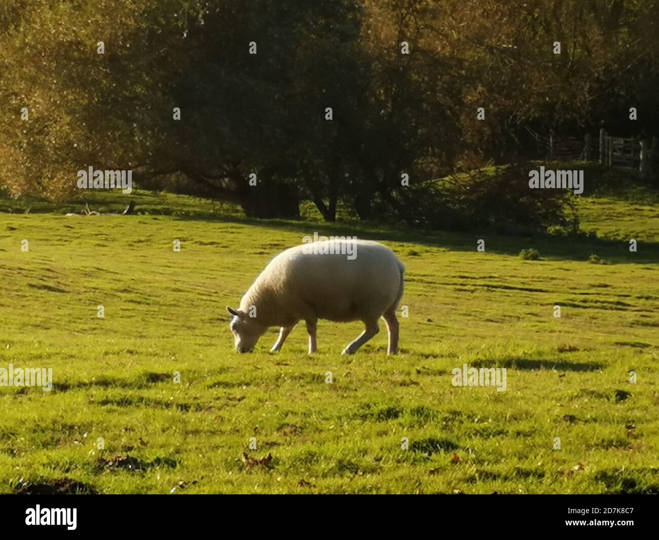 sheep in farm field background with copy space, green grass field sheep ...