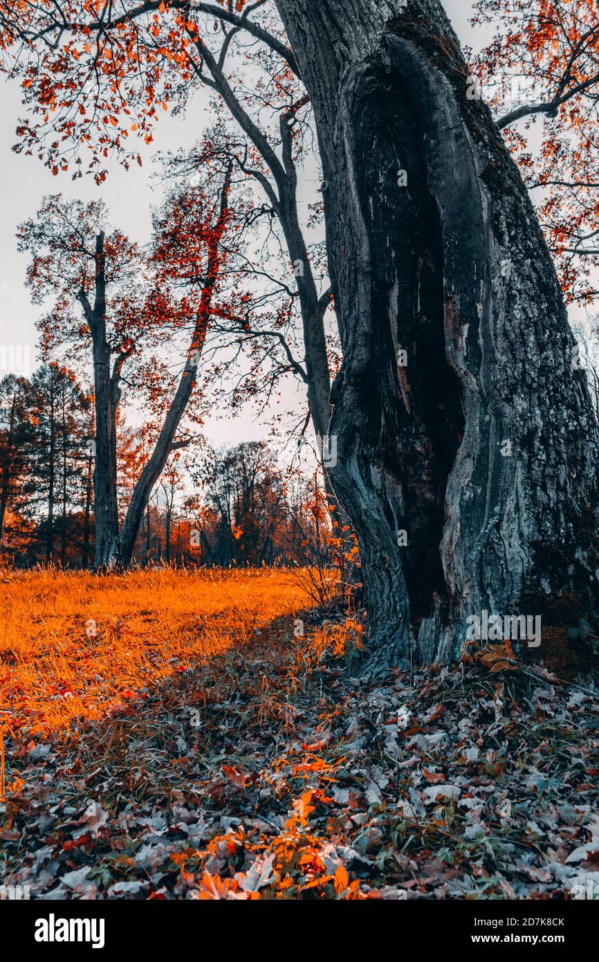 house in the trunk of a tree hollow fabulous fantasy horror mysterious ...