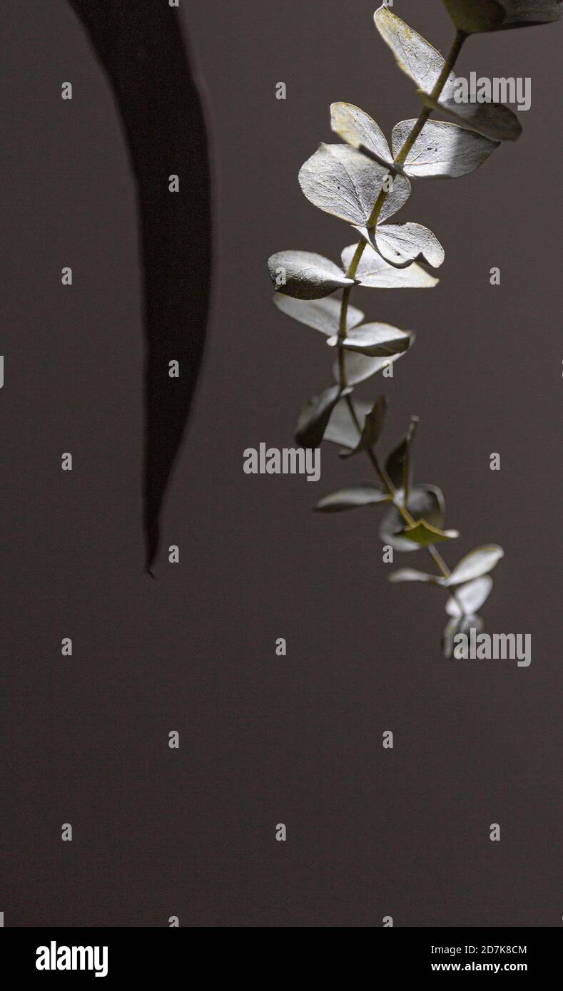 Vertical greyscale shot of the small leaves of a plant Stock Photo - Alamy