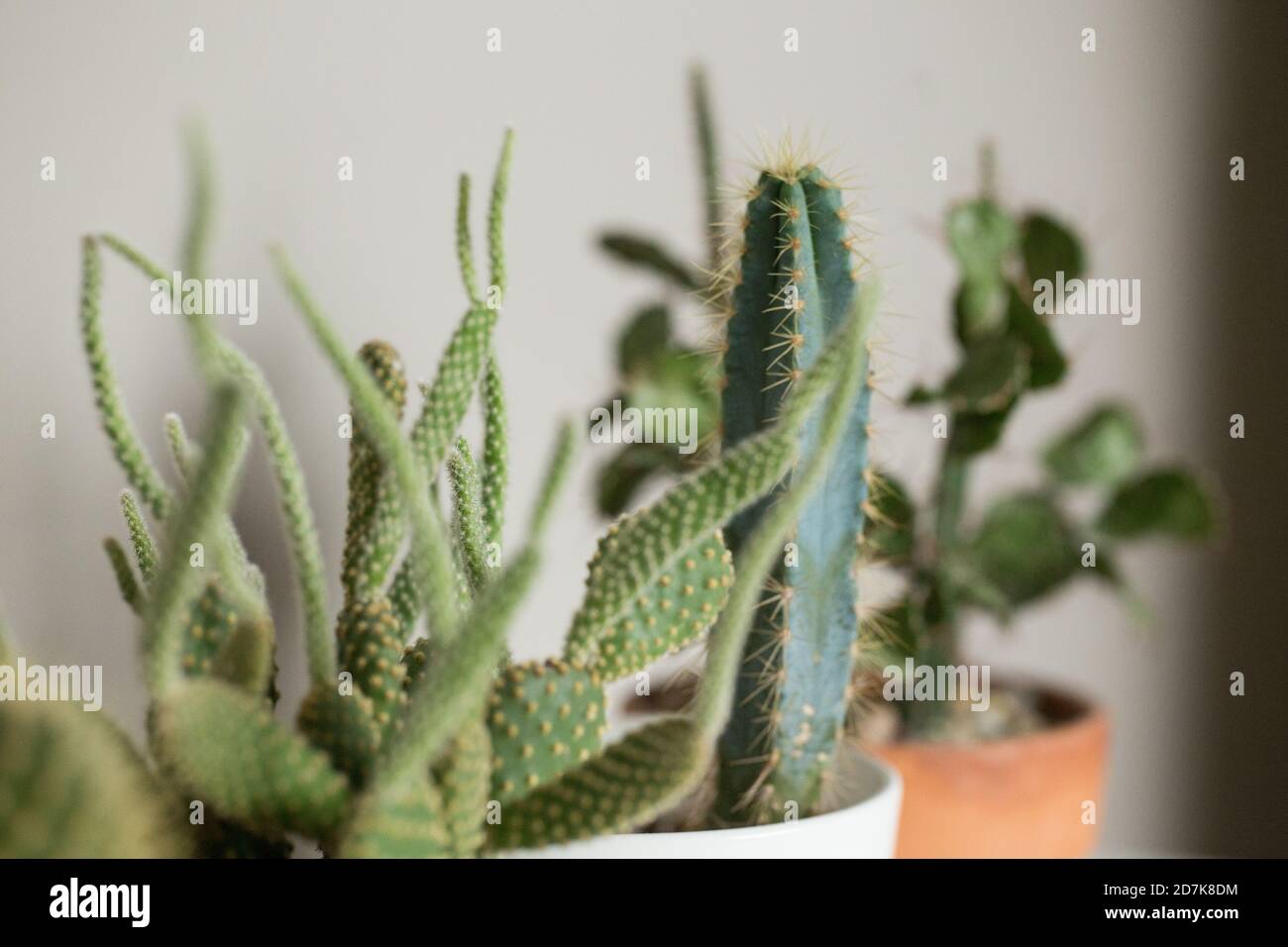 Minimalist garden focus hi-res stock photography and images - Alamy
