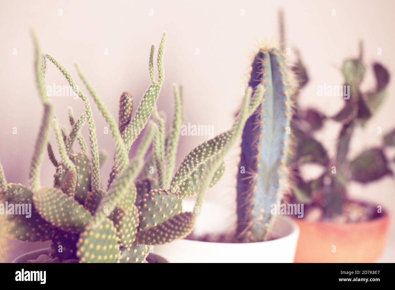 Closeup cute cactus plants hi-res stock photography and images - Alamy