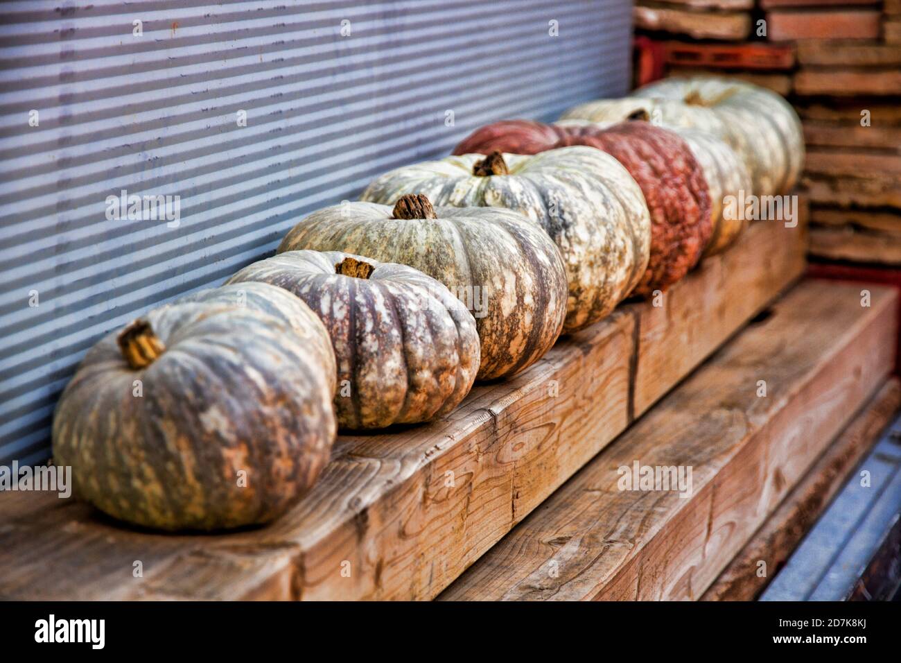 Row of pumpkins hi-res stock photography and images - Alamy