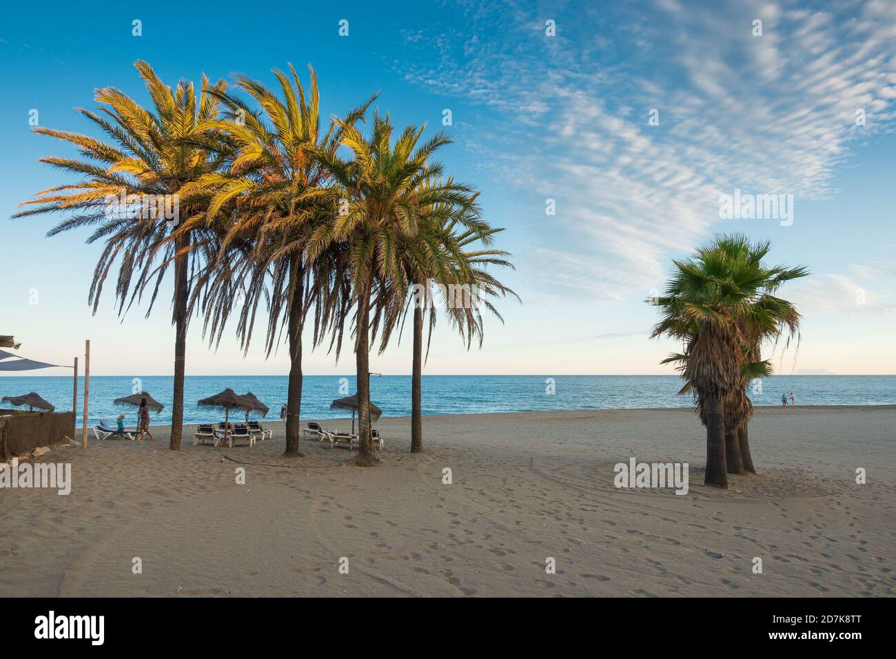 Landscape Photograph of Pine Trees on the Beach Stock Photo - Alamy