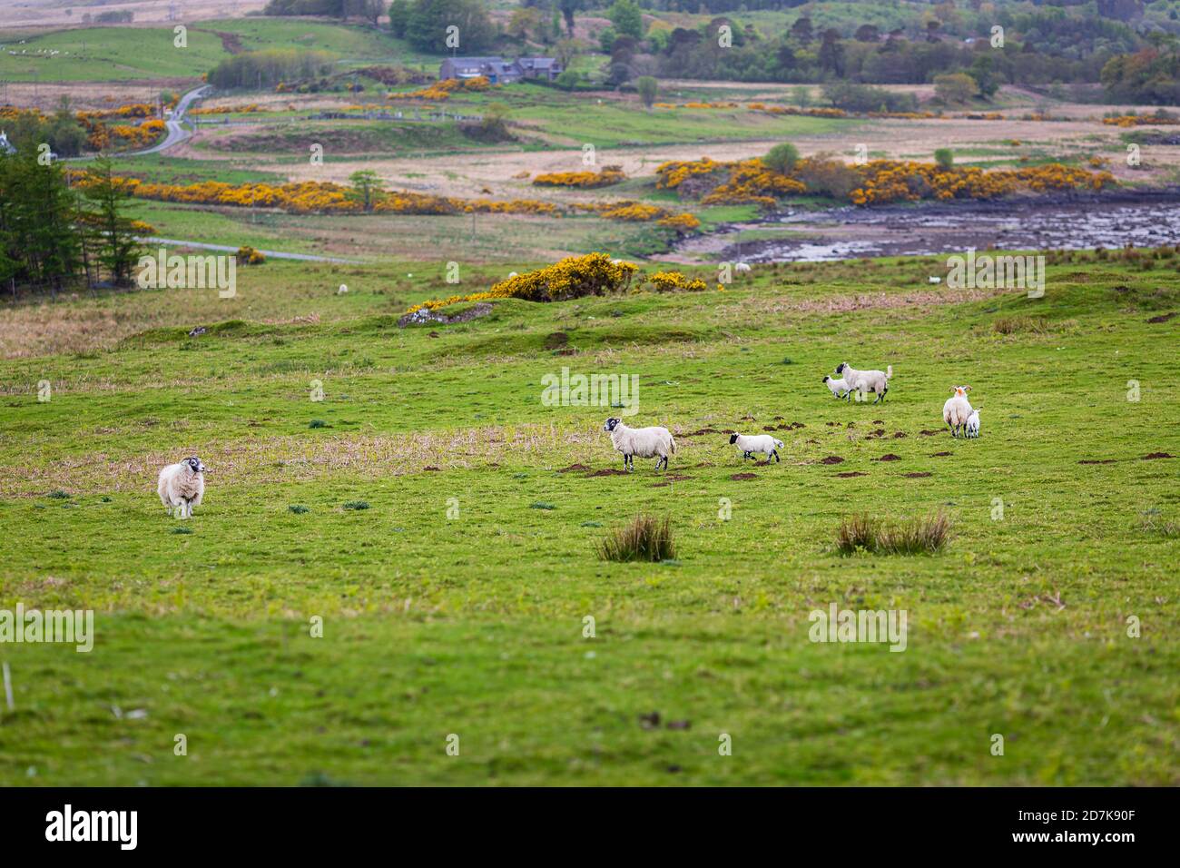 Scotland mull highlands field hi-res stock photography and images - Alamy