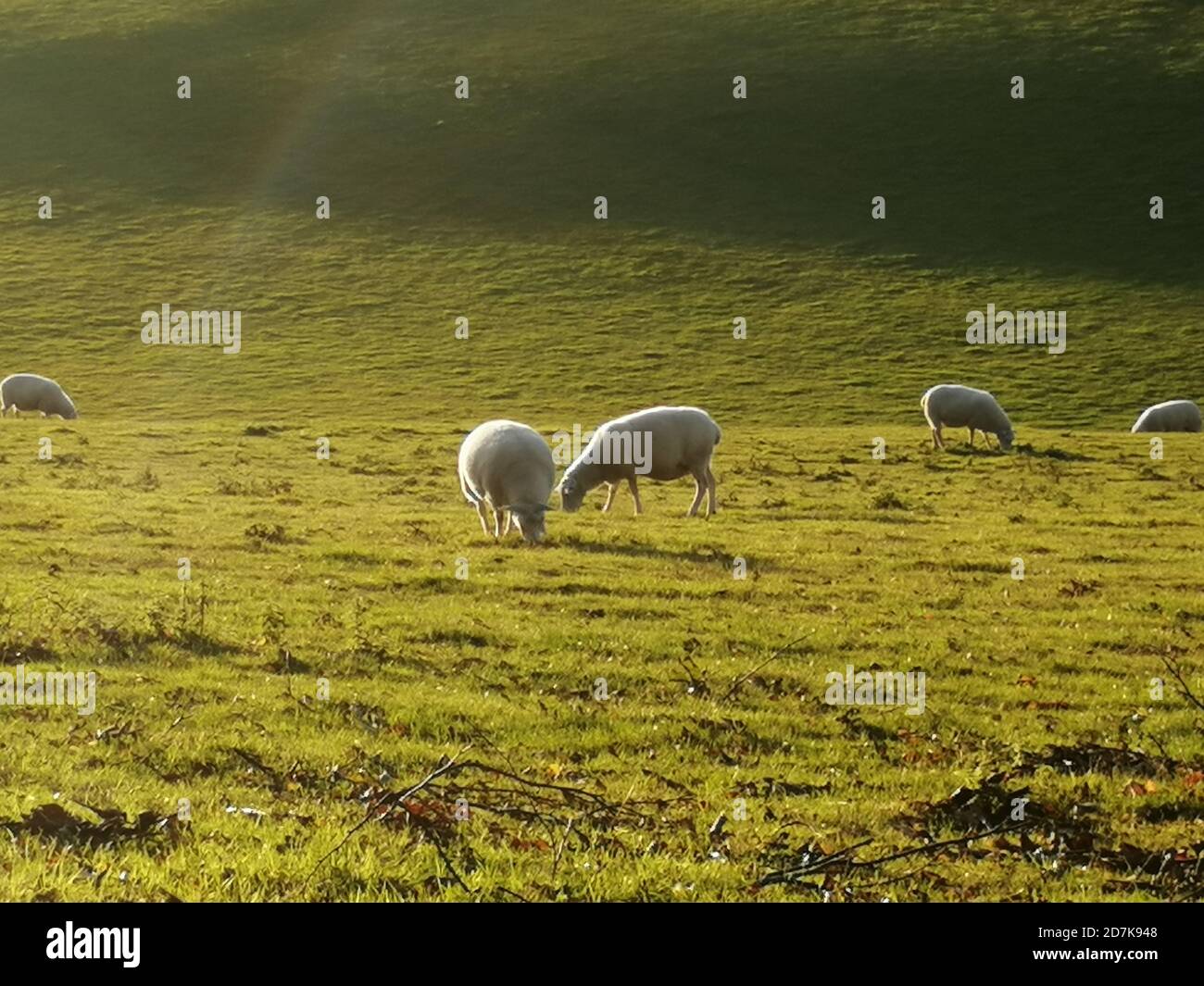sheep in farm field background with copy space, green grass field sheep ...