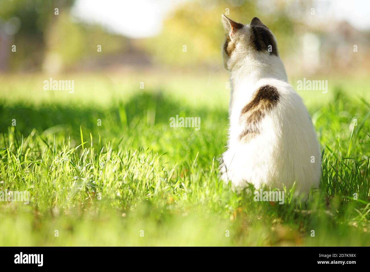 Cat Sitting Down Back View