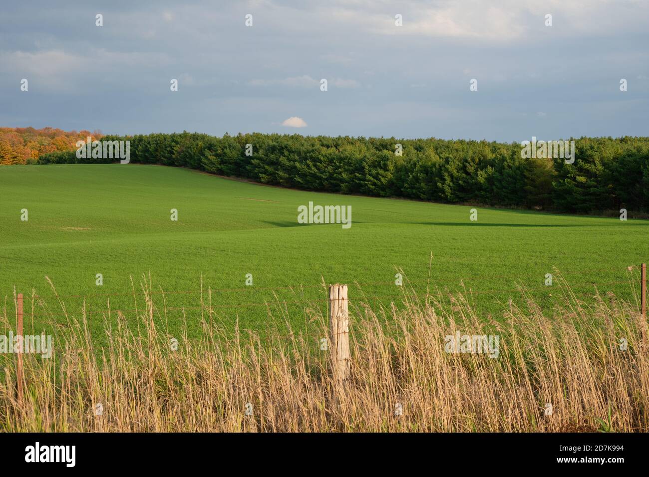 Farmer’s field of green crop in the late day sun in rural Ontario ...