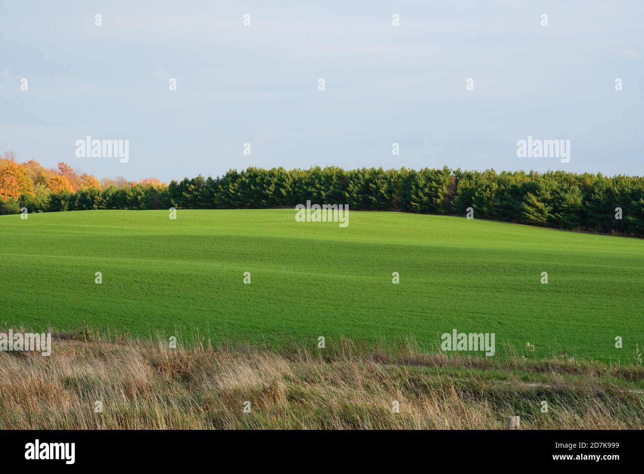 Farmer’s field of green crop in the late day sun in rural Ontario ...