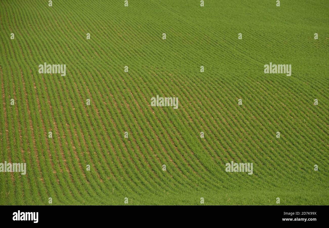 Farmer’s field of green crop in the late day sun in rural Ontario ...