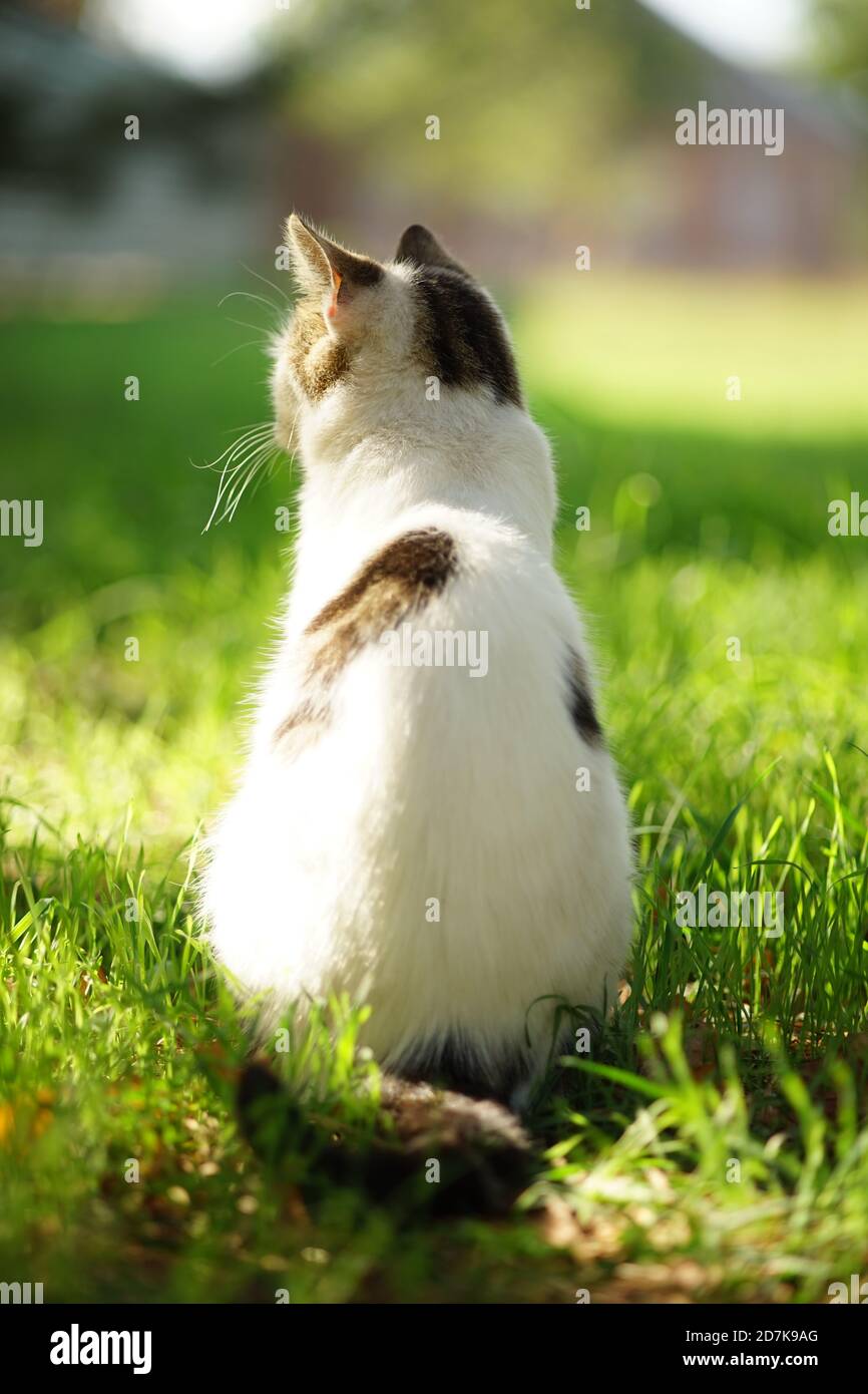 Cat Sitting Back View