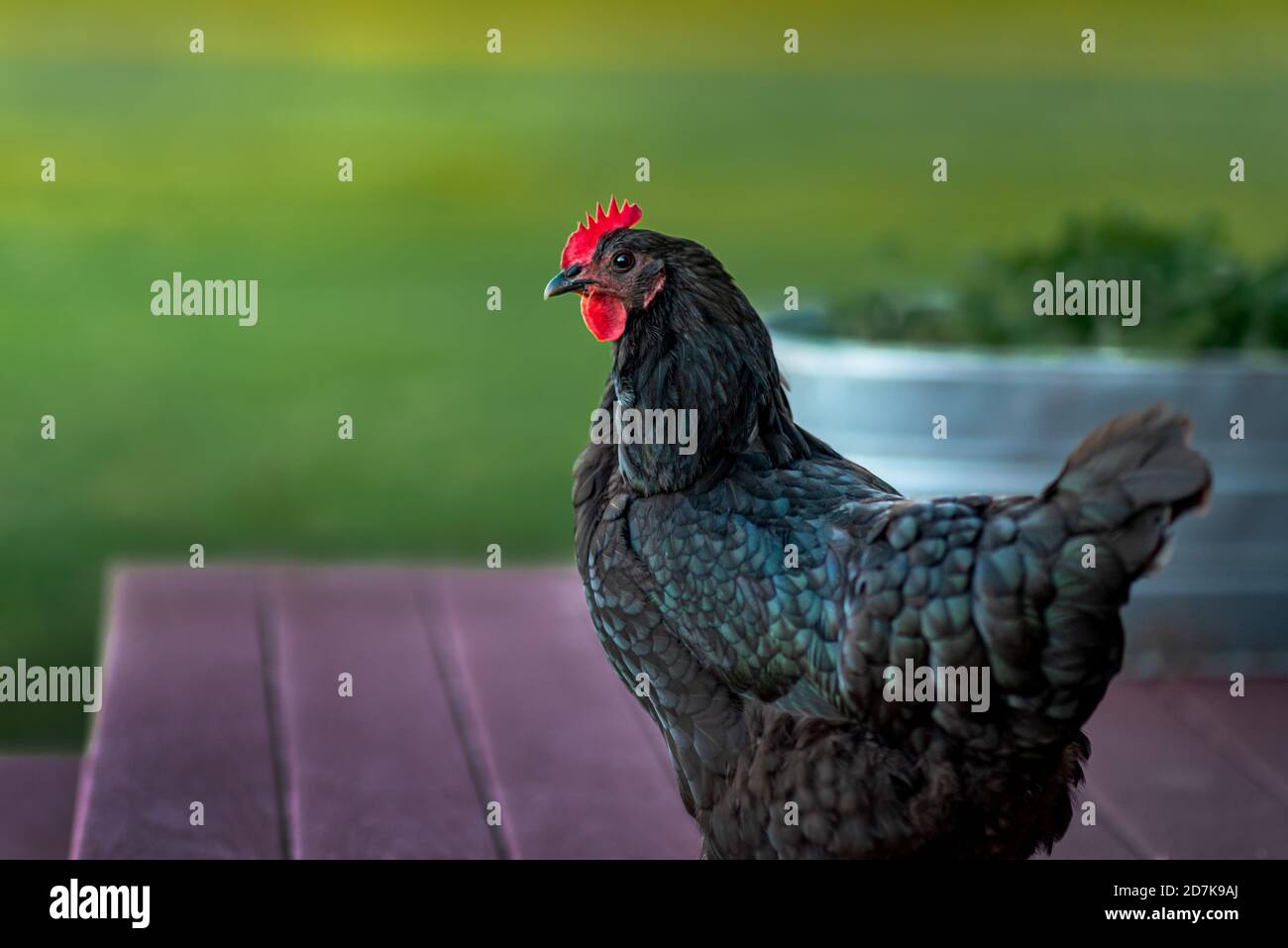 australorp chicken standing on the back deck of a house outside Stock ...