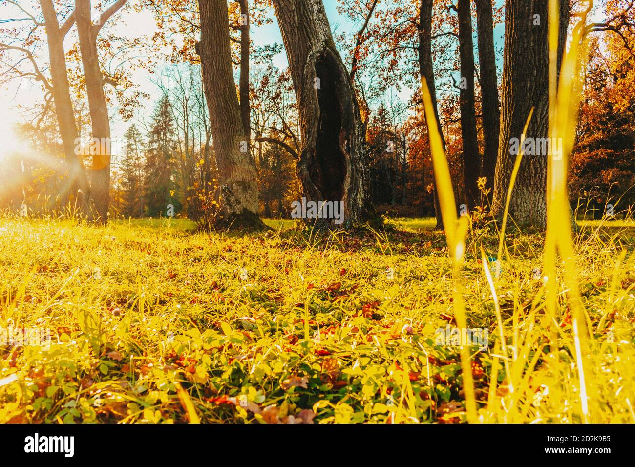 house in the trunk of a tree hollow fabulous fantasy mysterious sunny ...