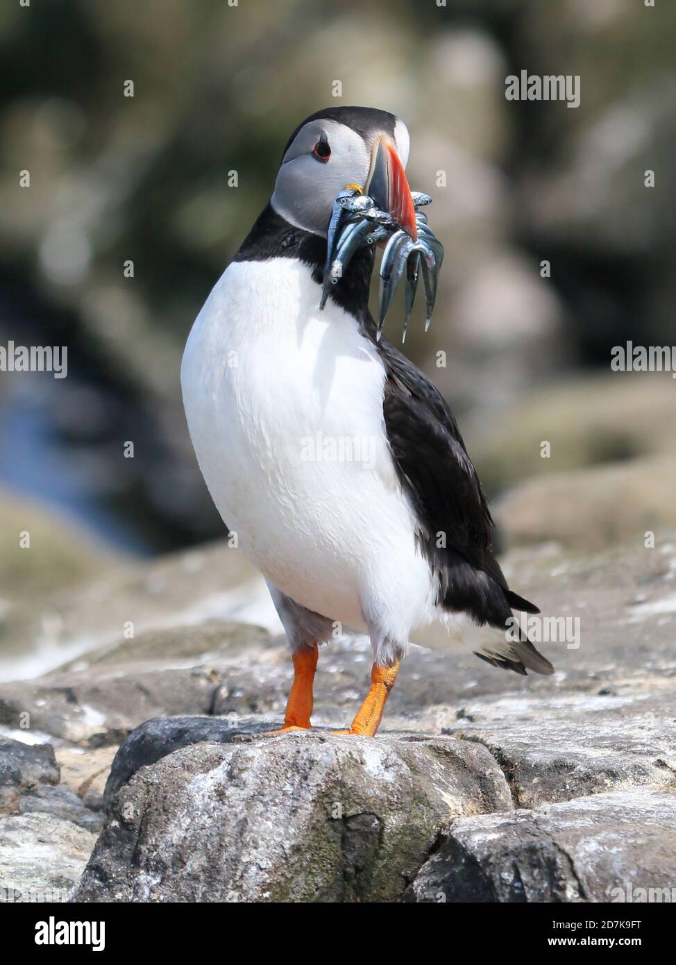Atlantic Puffin with fish Stock Photo - Alamy