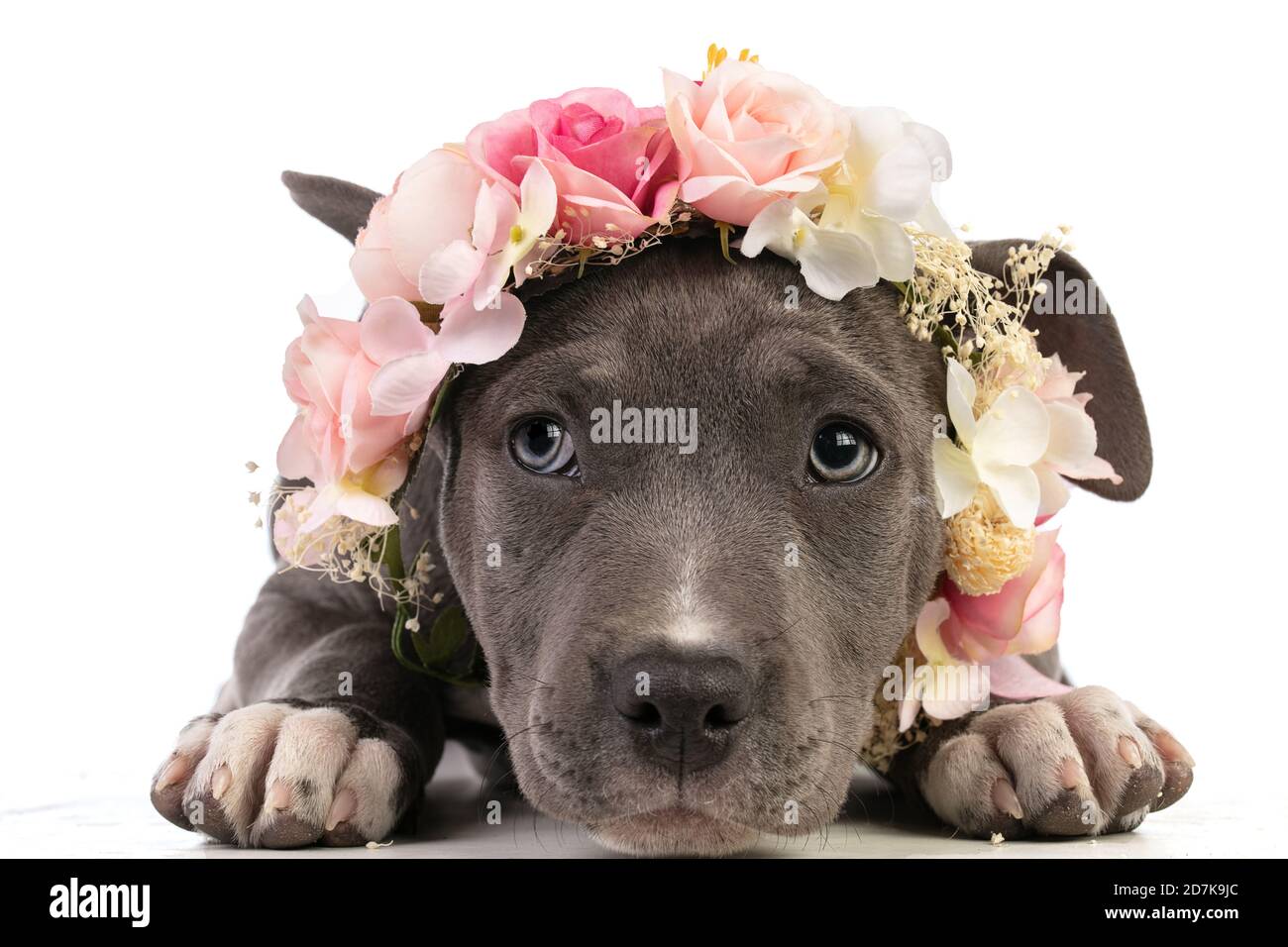 Puppy american staffordshire terrier with flowers on white background ...