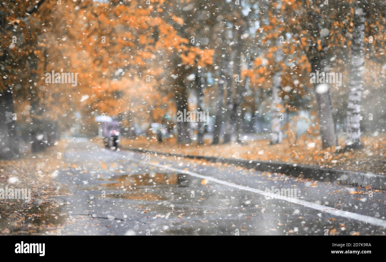 Autumn park in the first snow Stock Photo - Alamy