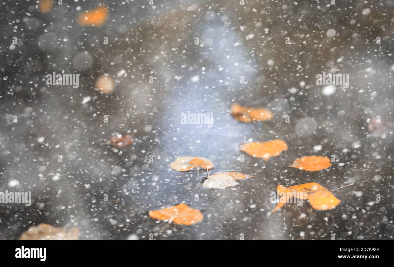 Autumn park in the first snow Stock Photo - Alamy