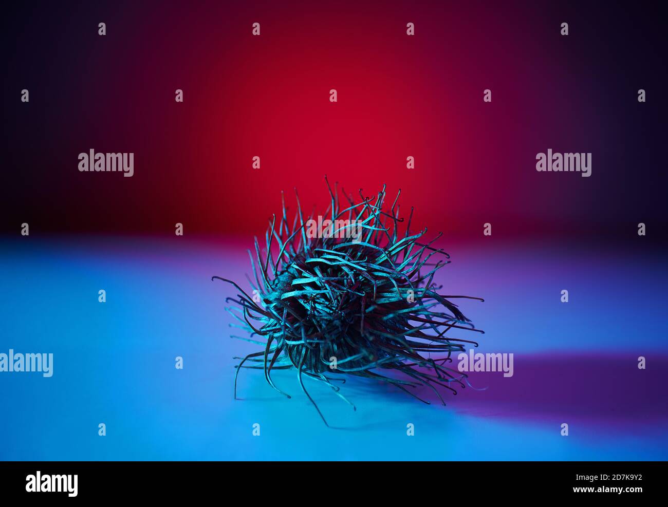 Closeup of a burr with its hooks shown in this closeup with various ...