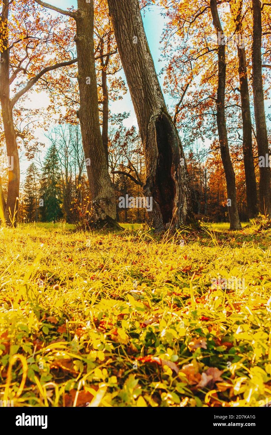 house in the trunk of a tree hollow fabulous fantasy mysterious sunny ...