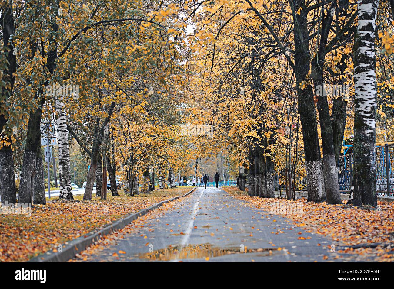 Autumn rain in the park Stock Photo - Alamy