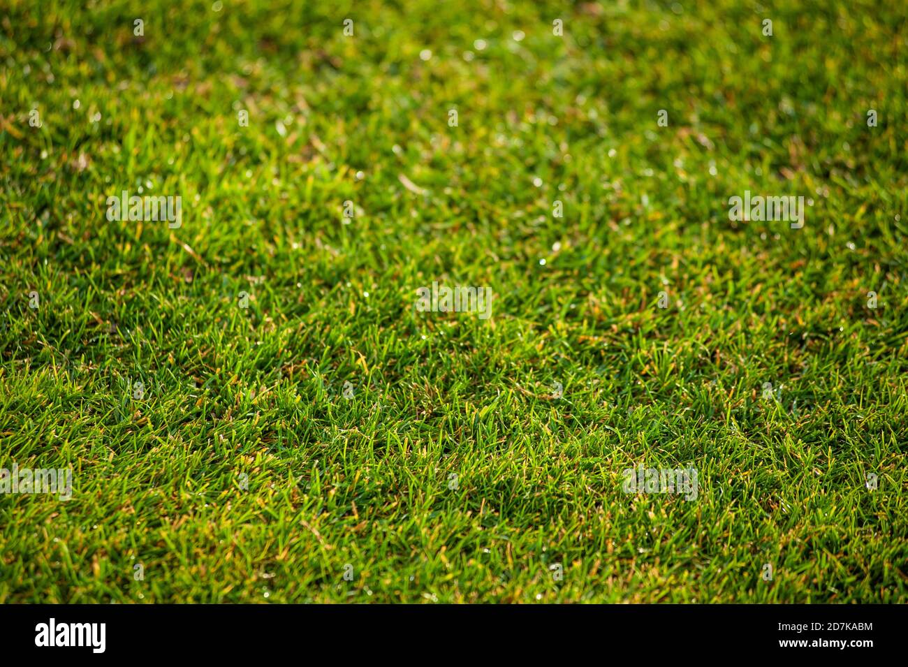 Green natural grass texture for background. Green lawn pattern and ...