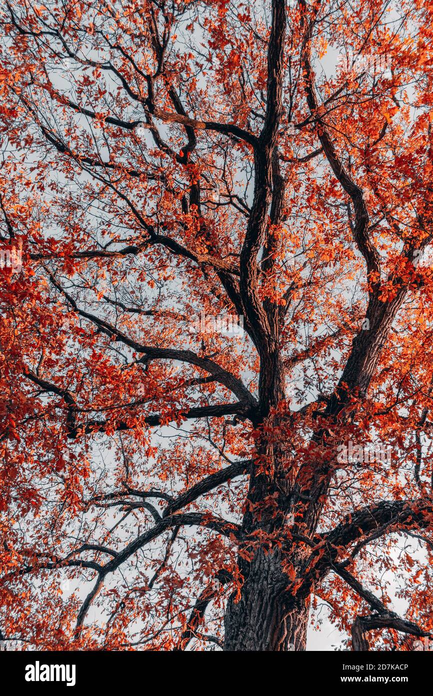 big tree with branches autumn weather fairy tale art filter Stock Photo ...