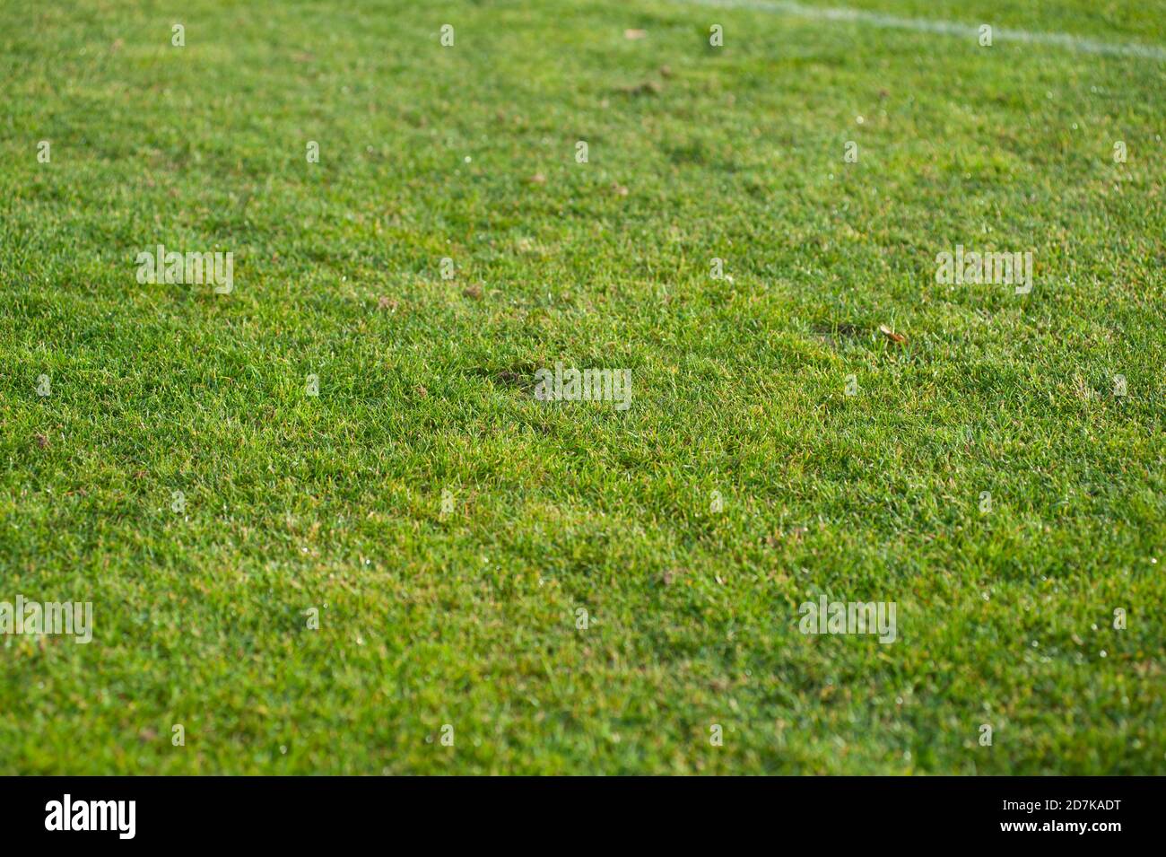 Green natural grass texture for background. Green lawn pattern and ...