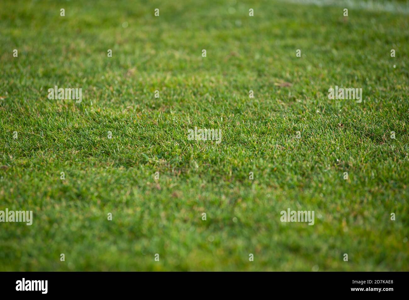 Green natural grass texture for background. Green lawn pattern and ...